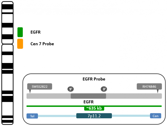 EGFR/CEN 7 Dual Color FISH Probe - FemtoPath | HongJing弘晉