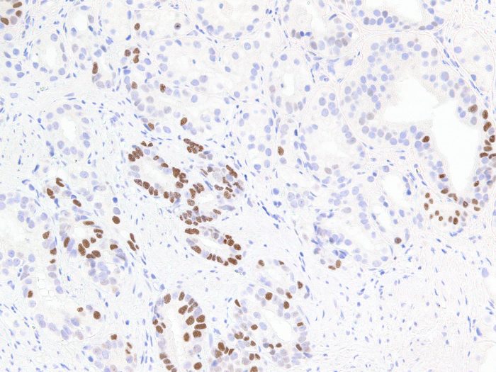 c-Myc Antibody - FemtoPath | HongJing弘晉