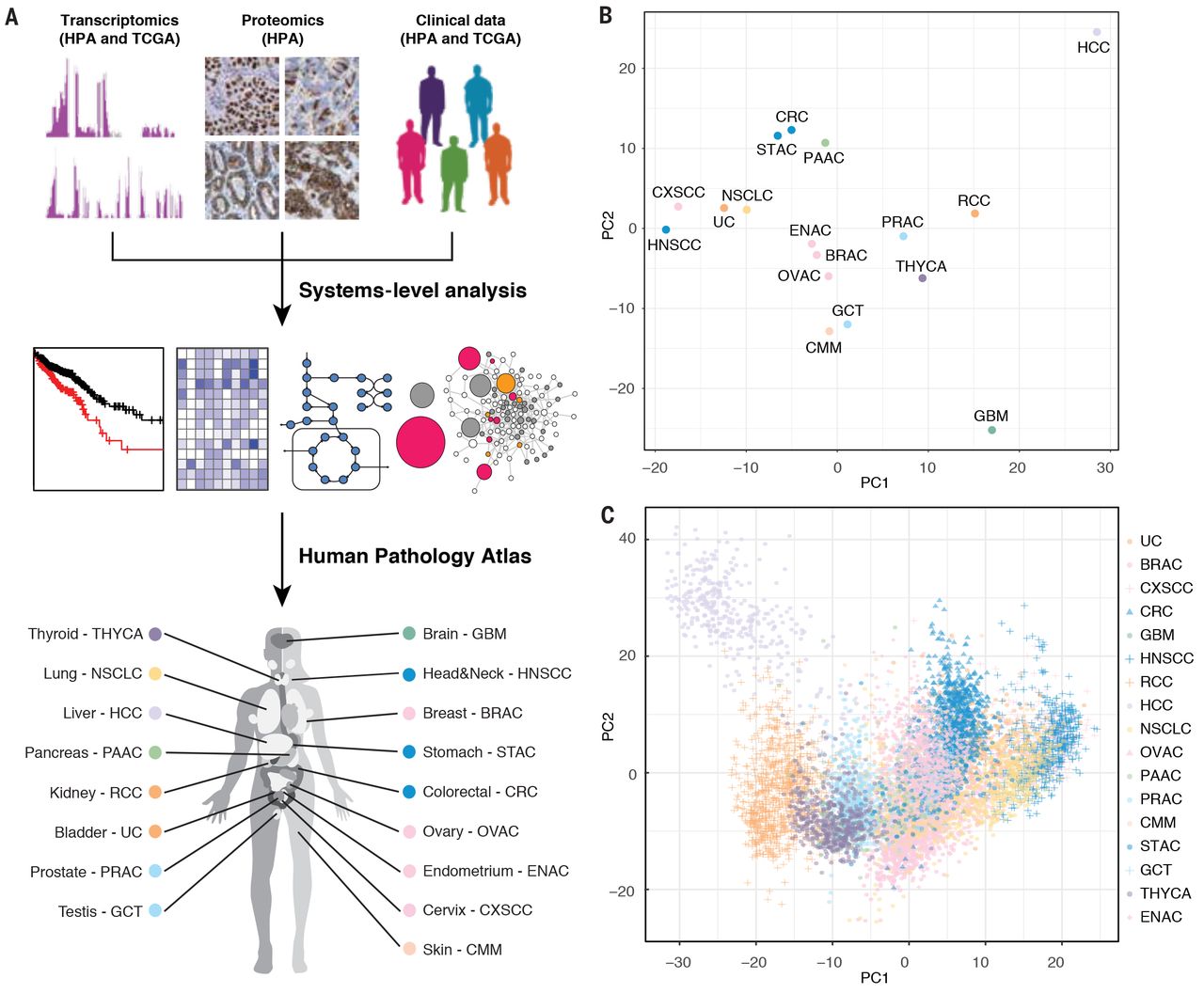 A pathology atlas of the human cancer transcriptome - FemtoPath ...